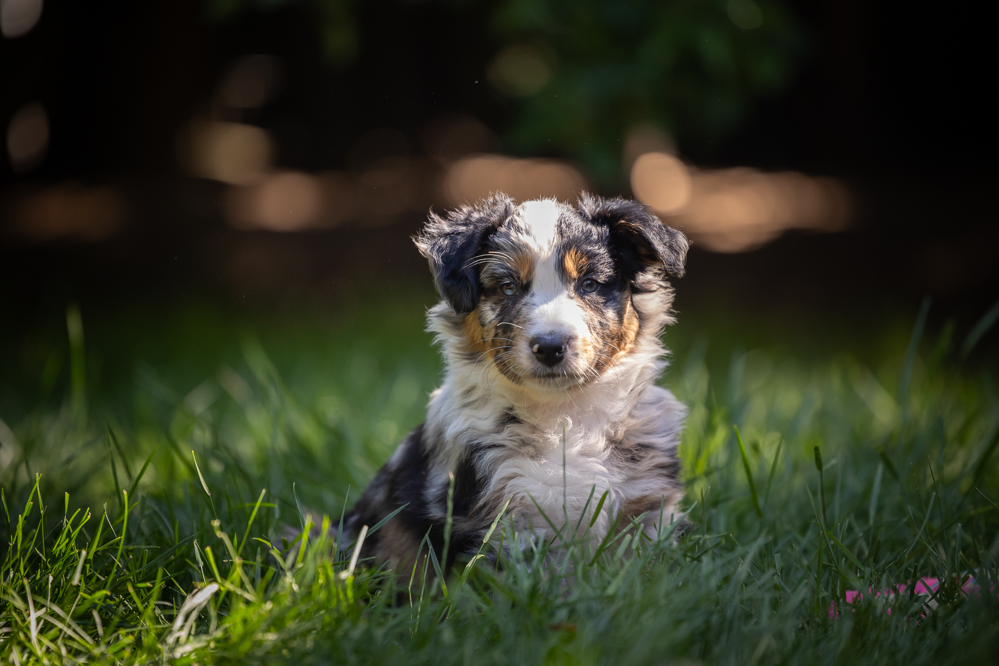 Up Coming Litters – Sea Spray Australian Shepherds