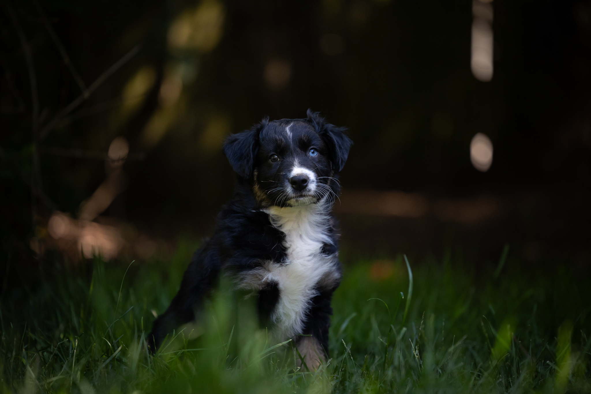 Up Coming Litters – Sea Spray Australian Shepherds